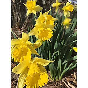 Dutch Master Daffodils (25 Bulbs) - Yellow Daffodil Narcissus Bulbs