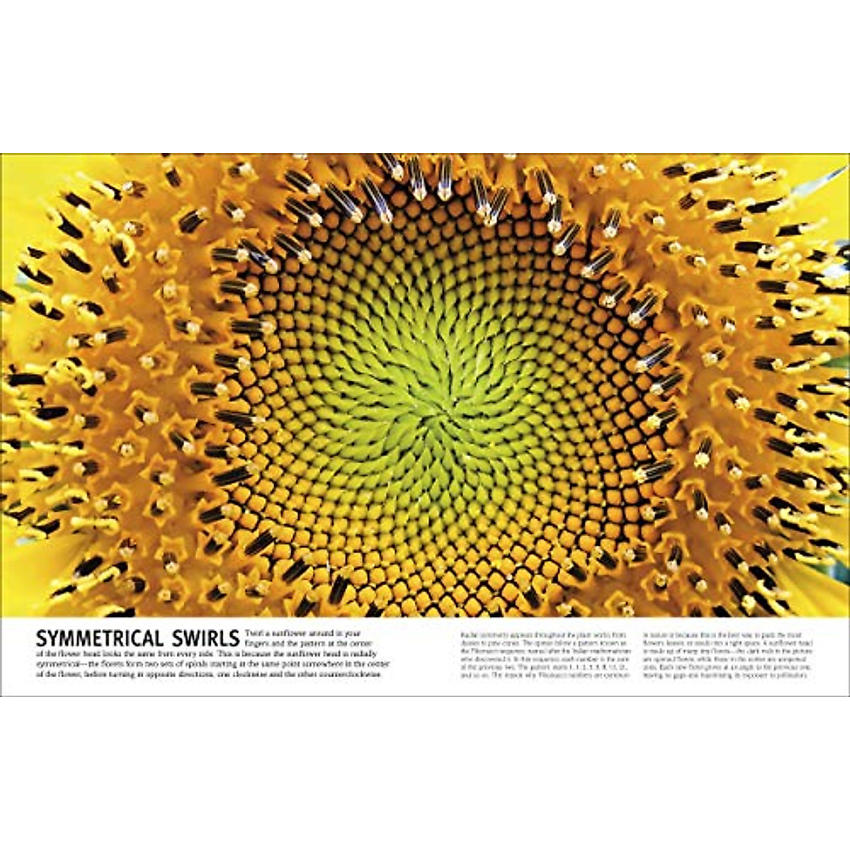 Trees, Leaves, Flowers and Seeds: A Visual Encyclopedia of the Plant Kingdom (DK Our World in Pictures)