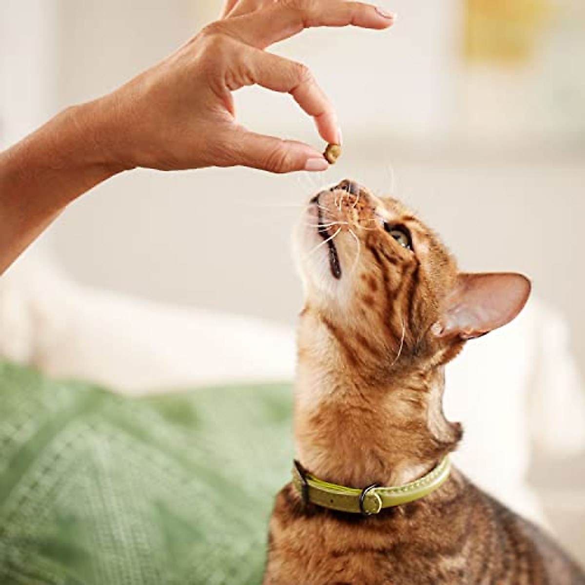 Rachael Ray Nutrish Wheelies Cat Treats, Chicken, 2.2 Ounces (Pack of 12)