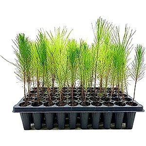 Loblolly Pine Tree | 3 Live Plants | Pinus Taeda | Fast Growing Stately Shade Tree