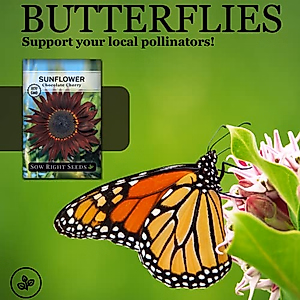 Sow Right Seeds - Chocolate Cherry Sunflower Seeds for Planting - Non-GMO Heirloom Packet with Instructions to Plant a Home Vegetable Garden