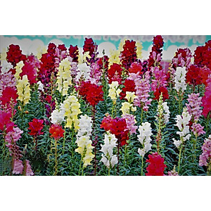 Snapdragon Seeds for Planting, Pack of 3000 Flower Seeds for Planting