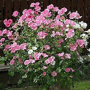 Rose Mallow Dwarf Mix Colored Flower Seeds for Planting, 100+ Seeds Per Packet, (Isla's Garden Seeds), Non GMO & Heirloom Seeds, Botanical Name: Lavatera Trimestris, Great Home Flower Garden Gift