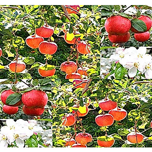 Big Pack - (500) Red Delicious Apple - Malus pumila Tree Seeds - Very Cold Hardy in Zones 3-8 by MySeeds.Co (Big Pack - Paradise Apple)