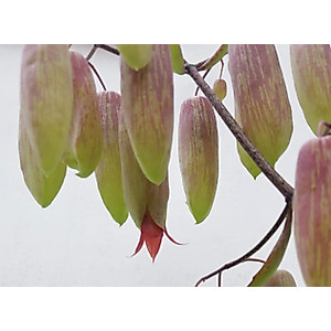 Kalanchoe pinnata Miracle Leaf ‘Magic Bells’ Live Plant