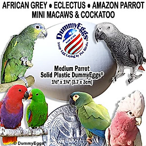 DummyEggs 2 Medium Parrot Dummy Eggs to Control Laying! 1.5" x 1" (3.7 x 3cm) Non-Toxic Solid Plastic Fake Bird Eggs African Grey, Eclectus, Azn, Small Cockatoo or Macaw. Ship Fast USA