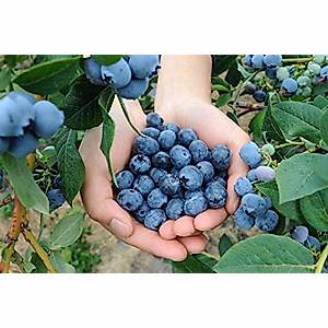 Southern Blueberry 50 Seeds - Blueberries Organic Seeds for Planting, Blueberries Fresh Fruit Seeds, Non GMO Berry Seeds, Dwarf Blueberry Bush Seeds for Planting Indoors