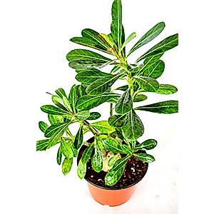 9GreenBox - Desert Rose Bonsai - Ship Bare Root