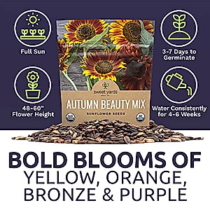 Sweet Yards Seed Co. Autumn Beauty Sunflower Seeds – Extra Large Packet – Over 1,400 Open Pollinated Non-GMO Wildflower Seeds – Helianthus annus – Beautiful Shades of Gold, Bronze, Yellow, and Purple