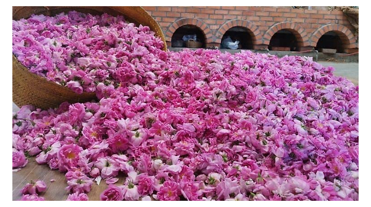 OFLORALE Natural Rose Water for Baking & Cooking