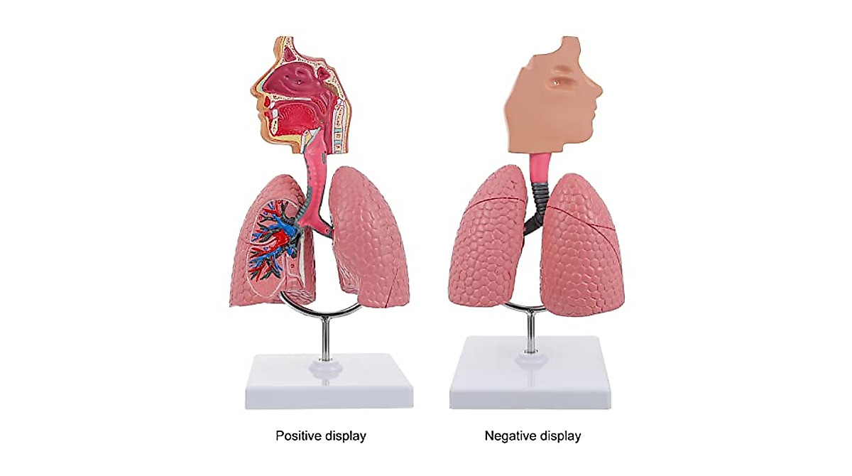 Realistic Respiratory Lung Model for Education & Training