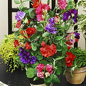 Outsidepride Fragrant Annual Lathyrus Odoratus Sweet Peas Royal Mix Climbing, Vining, Trailing Cut Flowers - 250 Seeds