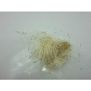 1196-Dwarf Cattails (Typha laxmannii) Seeds by Robsrareandgiantseeds UPC0764425788492 Non-GMO,Organic,USA Grower,Bonsai,Showy, Butterfly Flower,1196 Package of 25 Seeds