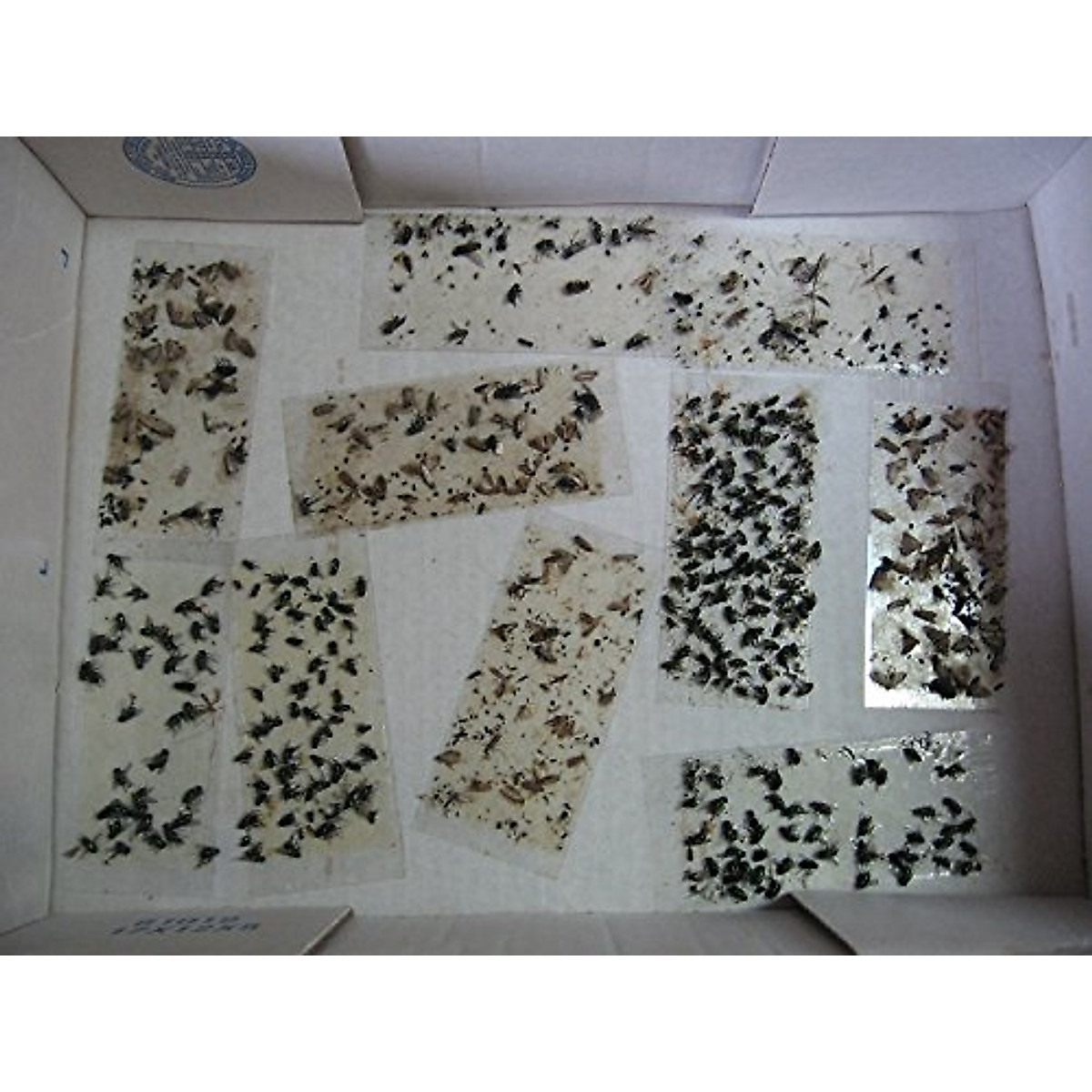 10 Pk Camel Cricket/Roach/Scorpion Sticky Traps