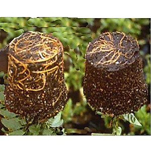 Water Storing Crystals Super Absorbent Hydro Gel Granules Polymer 1 Pound (Small Granular_20-100 mesh)