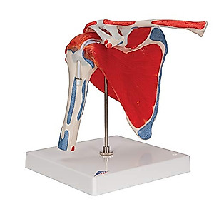 3B Scientific A880 Shoulder joint .w rotator cuff - 3B Smart Anatomy