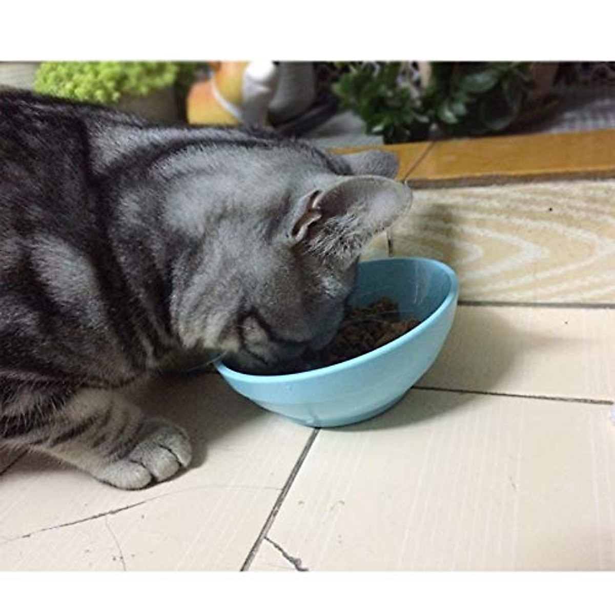 Creation Core Premium Quality Tilted Cat Bowl for Small Pets with Anti-skid Rubber