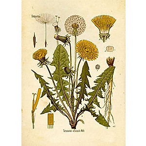 Vintage Botanical Prints | Wildflower Art Prints | Floral Wall Art | Set of 9 5x7 Unframed