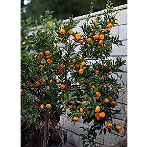 10 Edible Fruit Mandarin Bonsai Tree Seeds, Citrus Bonsai Mandarin Orange Seeds