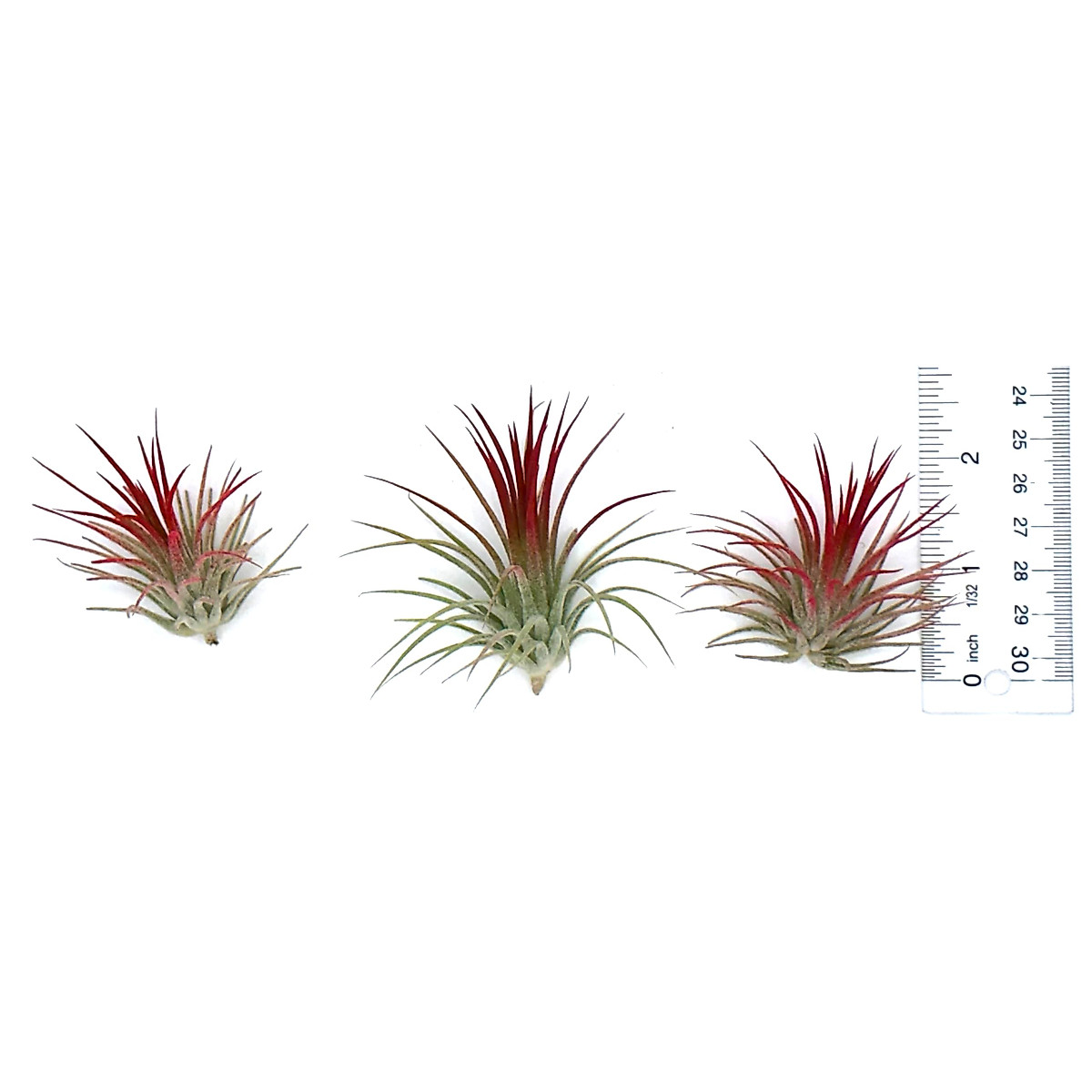 Live Tillandsia Ionantha Fuego 2" - 3" Air Plant Fast Growing, Easy Care, Low Maintenance, Indoor or Outdoor by Awesome Industries (1 Pack Fuego XL)
