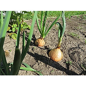 Yellow Sweet Spanish Onion Seeds for Planting, 750+ Heirloom Seeds Per Packet, (Isla's Garden Seeds), Non GMO Seeds, Botanical Name: Allium cepa, Great Home Garden Gift