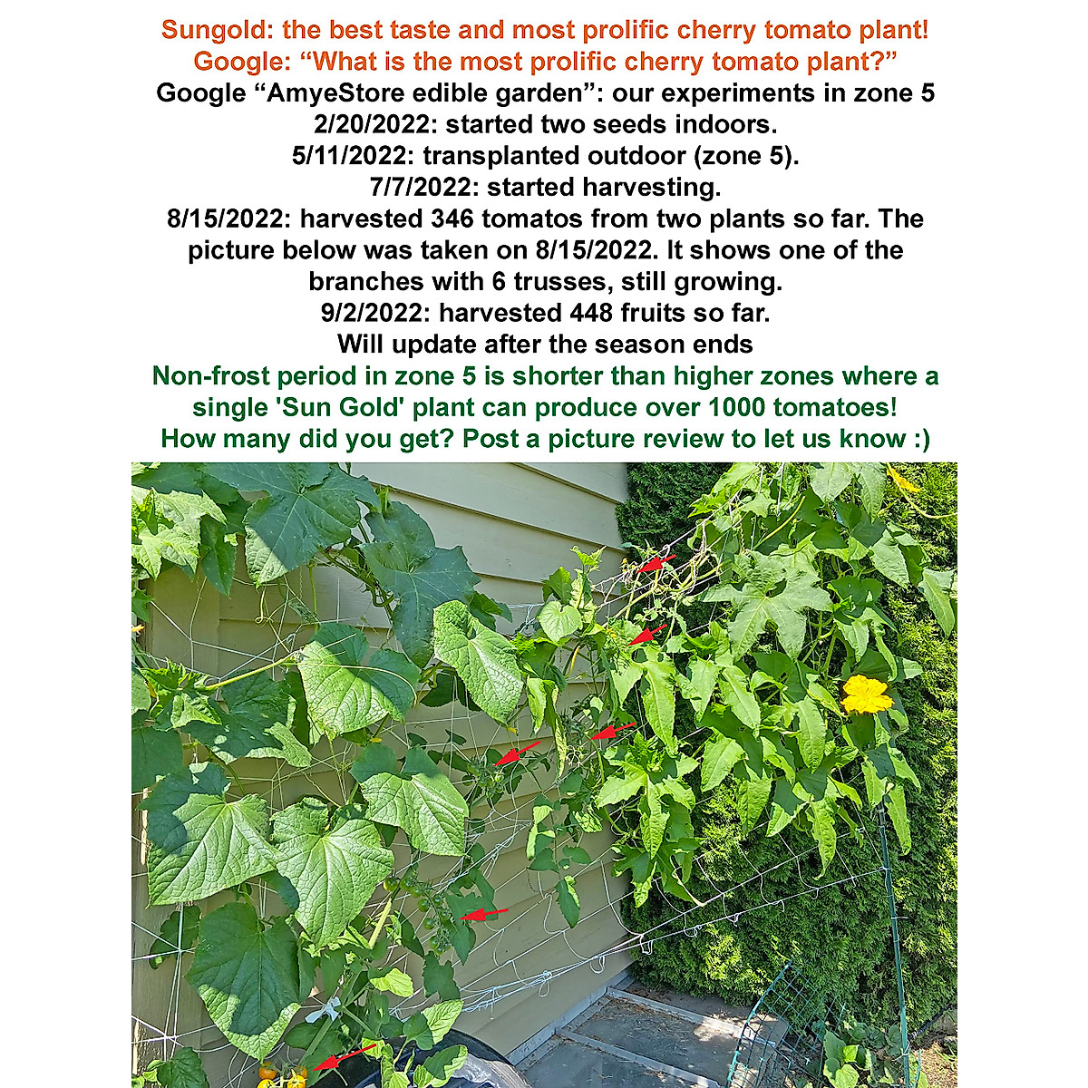 For 2024!Best Taste Cherry Tomato Seeds for Planting-Sun Gold.Non GMO Garden Seeds for Planting Vegetables Seeds at Home Vegetable Garden & Hydroponics Seed Pods:10ct Sungold Cherry Tomato Plant Seeds