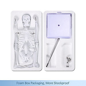 17.7" Human Skeleton Model Anatomical Mini Skeleton Model with Metal Stand, Anatomy Skeleton Model Small with Removable Arms and Legs for Dental Office, Science Lab and Classroom
