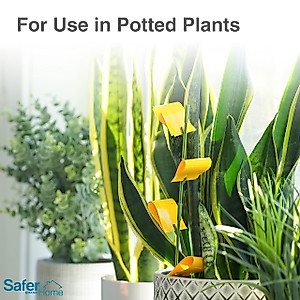 Safer Brand Home SH5026 Houseplant Sticky Stake Insect Traps for Indoor Plants - 16 Traps Included - Controls Aphids, Whiteflies, Fruit Flies, Fungus Gnats, and Other Insects