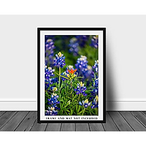 Wildflower Photography Print (Not Framed) Vertical Picture of Indian Paintbrush Standing Out in Bluebonnets on Spring Day in Texas Nature Wall Art Flower Decor (5" x 7")