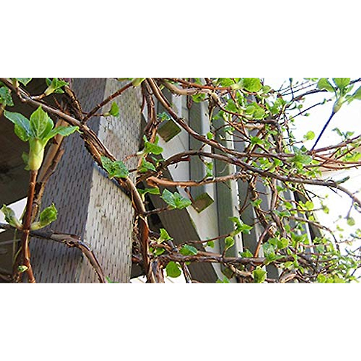 1129-Climbing Hydrangea (Hydrangea petiolaris) Seeds by Robsrareandgiantseeds UPC0764425787358 Non-GMO,Organic,- U.S.A. Grower,Bonsai -1129 Package of 7 Seeds