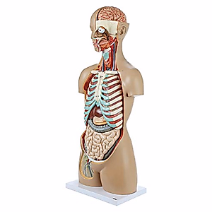 Axis Scientific 18-Part Premium Unisex Human Torso Model | Detailed Life-Size Human Body Model has 18 Removable Human Organs | Includes Detailed Product Manual