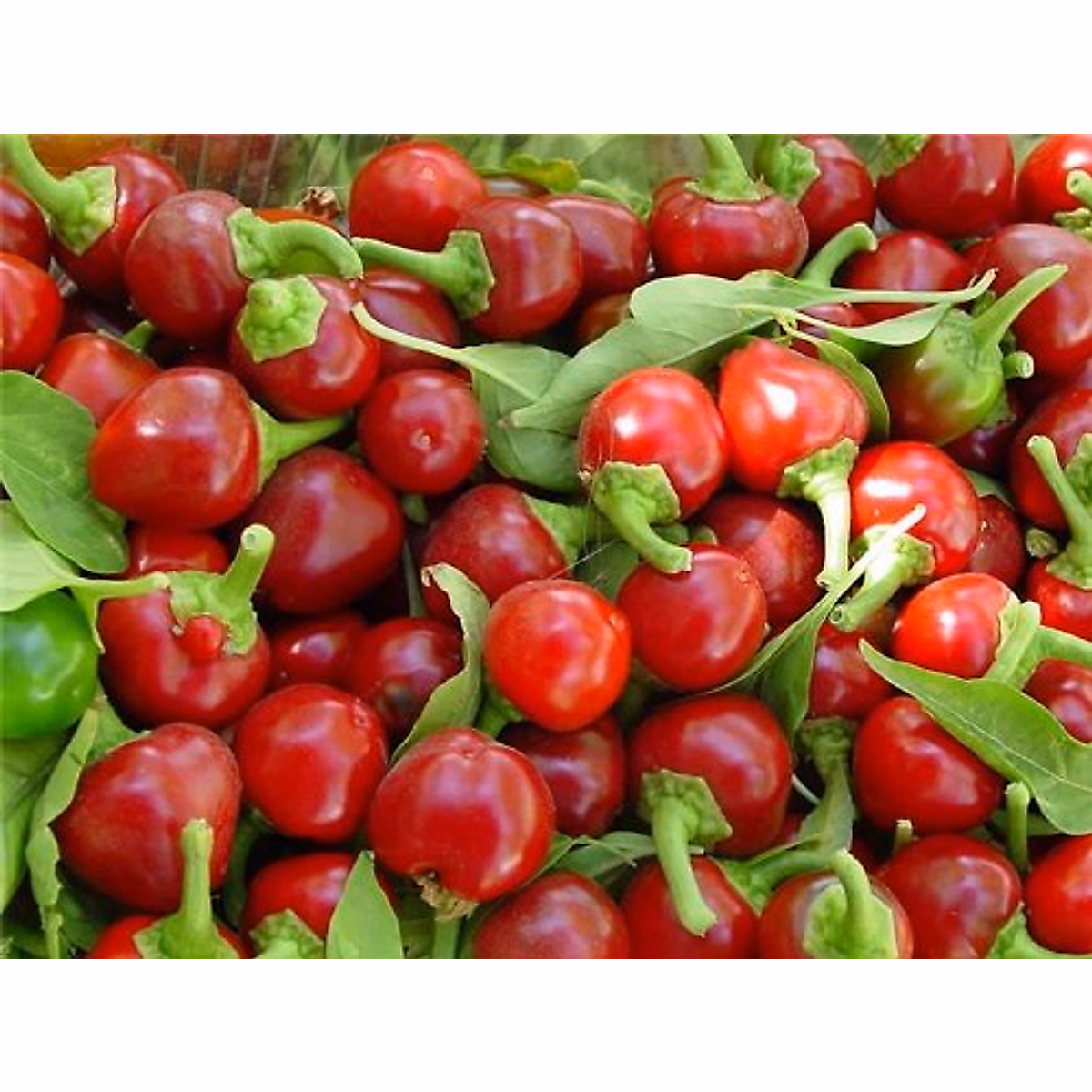 Sweet Red Cherry Pepper Seeds for Planting, 25+ Heirloom Seeds Per ...