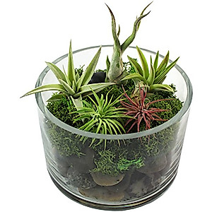 Variety Pack of Small Tillandsia Air Plants, Assortment of Exotic, Low Maintenance Live Air Plants Including Ionantha Rubra, Caput-Medusae, Harrissi, Velutina, & Ionantha Fuego Plants! (Set of 5)