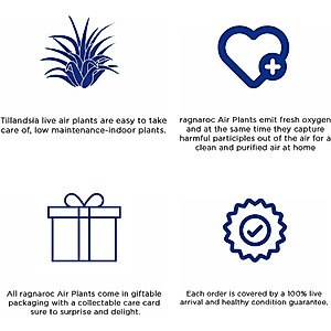 ragnaroc Air Plants - Tillandsia Ionantha Ionantha, Regular 2-3" - 3ct - Live Arrival Gauranteed - House Plants for Home Decor & Gift