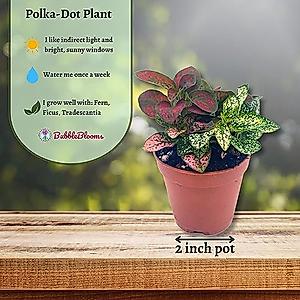 Polka-dot-Plant, Hypoestes phyllostachya, Live in a 2 inch Pot Tiny Mini Pixie Plant