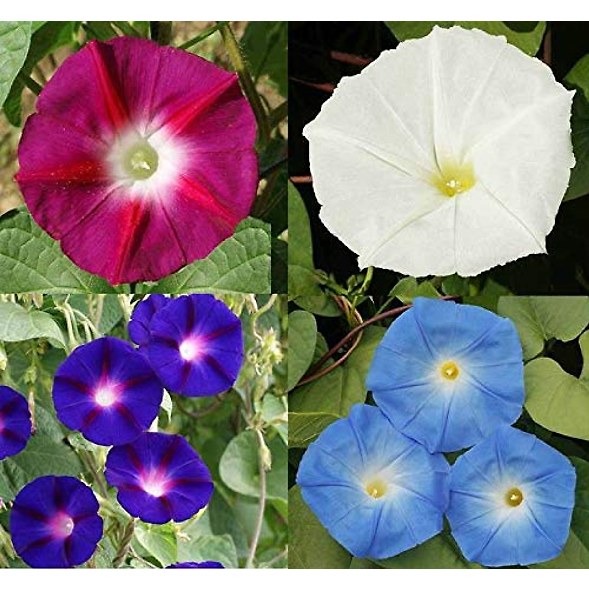 Day & Night Blooming Morning Glory Seed Mix Rare with Moonflower Vine - S23 (150 Seeds, or 1/4 oz)