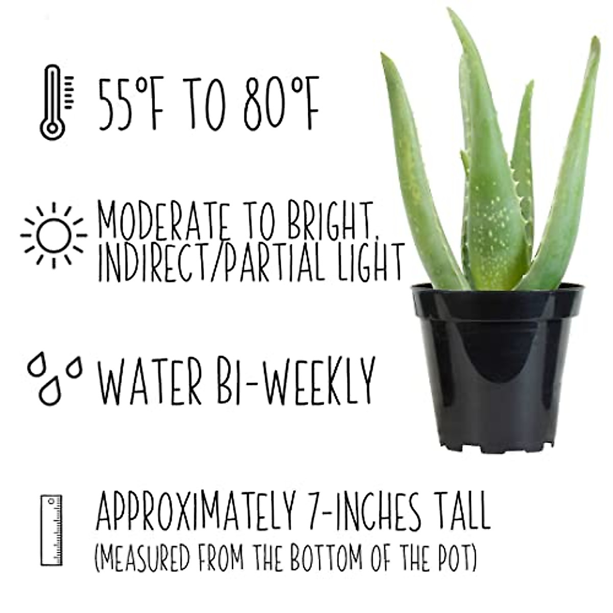 Aloe Vera Plant Live Succulent Plants, Live Aloe Vera Plant Succulents, Live Aloe Plant in Aloe Plant Pot, Aloe Plants Live Indoor Plants, Live Aloe Vera Plant Indoor House Plants by Plants for Pets
