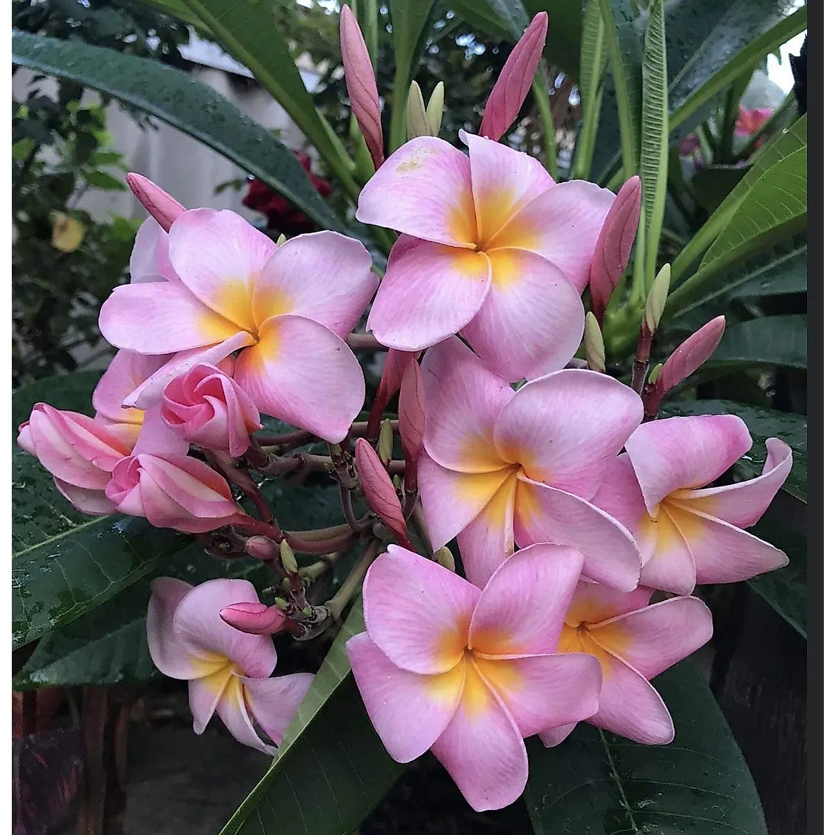 Hawaiian Pink Plumeria Frangipani 1 Cutting DL9