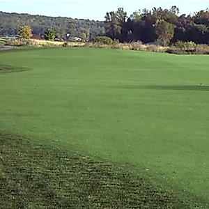 Outsidepride Crystal Bluelinks Creeping Bent Grass Putting & Golf Green Seed - 1 LB