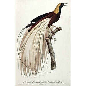 Le grand Oiseau de paradis, émeraude, mâle [Greater Bird of Paradise, male (Paradisea apoda)]