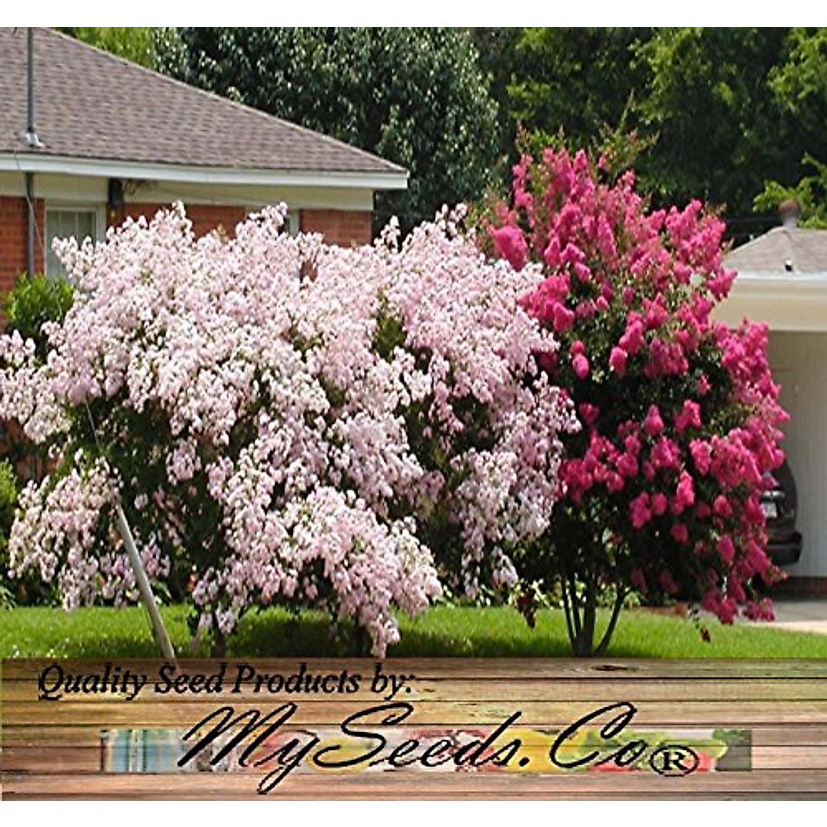 Big Pack - (1,000) Crape Myrtle Mix, Lagerstroemia Indica Tree Seeds - by MySeeds.Co (Big Pack - Crape Myrtle)