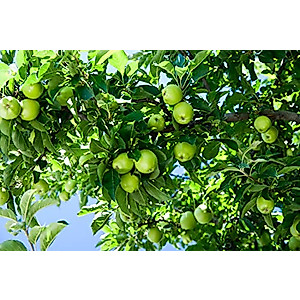 Green Apple Tree Seeds - 30 Seeds - Malus pumila Antonovka