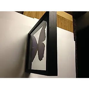 Ben the Butterfly Guy Blue Morpho Butterfly Framed and Mounted in Black Display