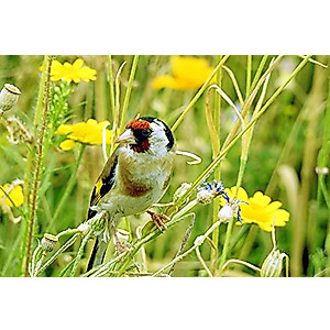 Garden State Parkway Wildflower Seeds - Annuals - Attracts Birds and Butterflies