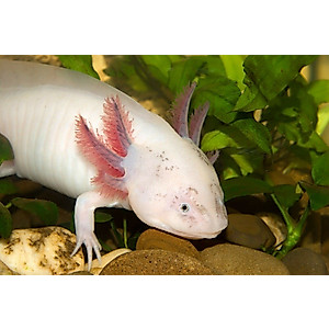 AQUATICBLENDEDFOODS Gourmet Axolotl Soft Food Pellet Mix 3.2mm & 4.0mm & Mini BLOODWORM Sticks (2oz) - ABF7