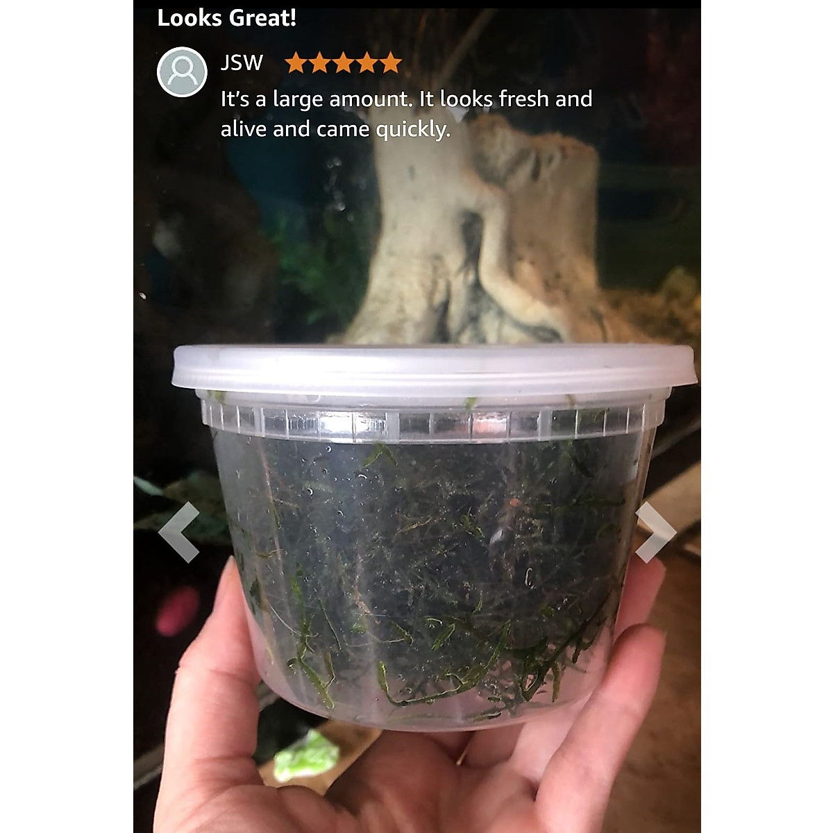 Swimming Creatures Java Moss (Large 25 Square Inch Portion) Freshwater Aquarium Plants Java Moss Live Plant for Aquarium. Guarantee.