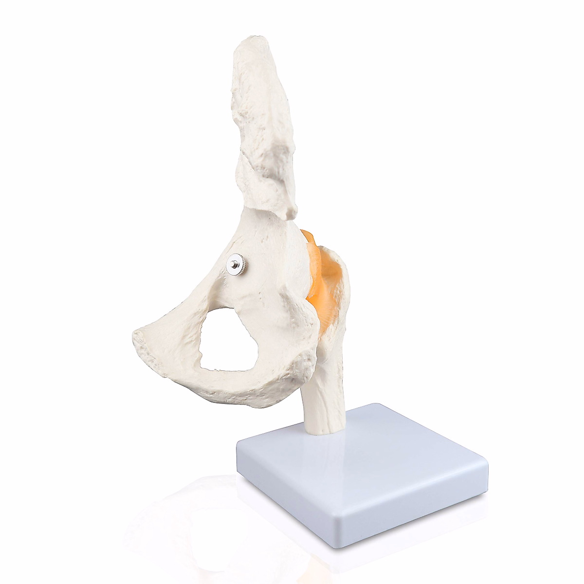 Vision Scientific VAJ233 Classic Functional Hip Joint Model, Articulates with Life-Like Flexible Ligaments, Features Femur, Hip Bone & Surrounding Ligaments