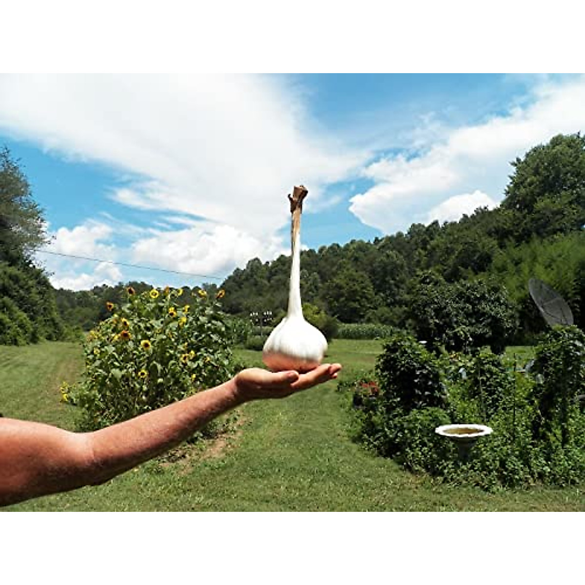 Elephant Garlic Tubers for Fall Planting Outdoors - 1 Pound Garlic - Planting Ornaments Perennial Garden Simple to Grow Pots