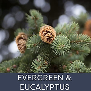 Evergreen & Eucalyptus Scented Candle, Soy Wax Candles for The Home Scented with Phthalate Free Oils, 3.5 x 3 inch, 8.8 oz, 37 Hour Burn Time Fall Candles & Home Decor in Glass Jar - Calyan Wax