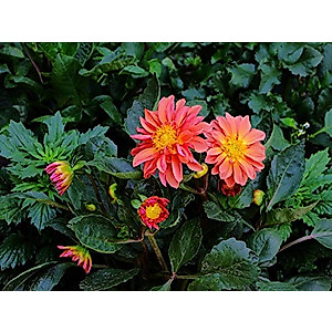 120+ Mixed Rare Dahlia Flower Seeds Spectacle Perennial Flowers Plant for Bonsai in Home Garden